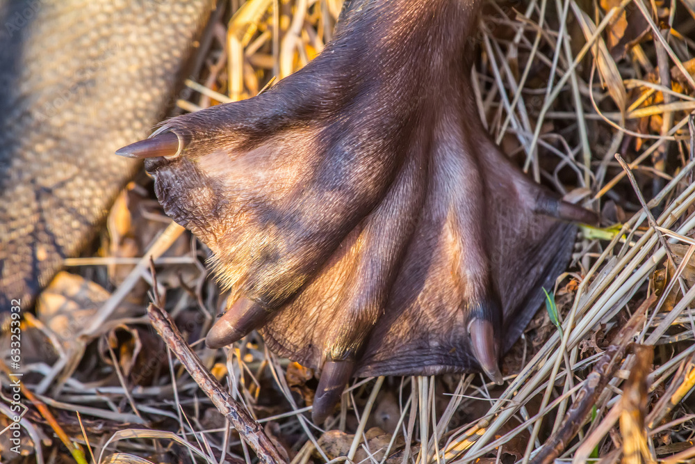 Photograph of European beaver (Castor fiber) hind leg. Webbing for ...