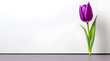 Purple Tulip Background Free Stock Photo - Public Domain Pictures