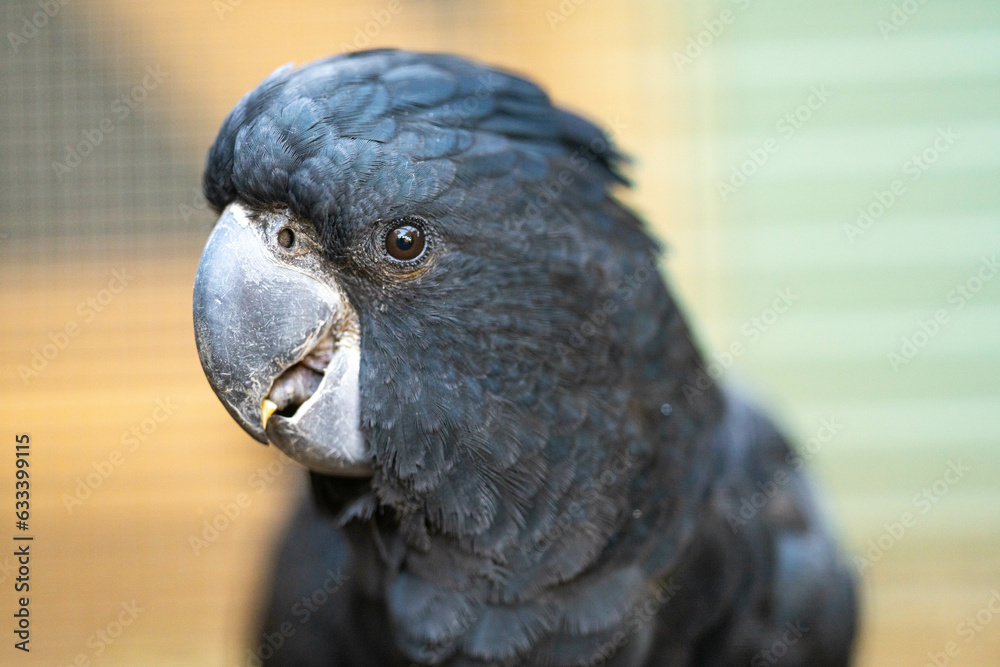 blose up Red tailed black cockatoo perched in a gum tree in outback ...