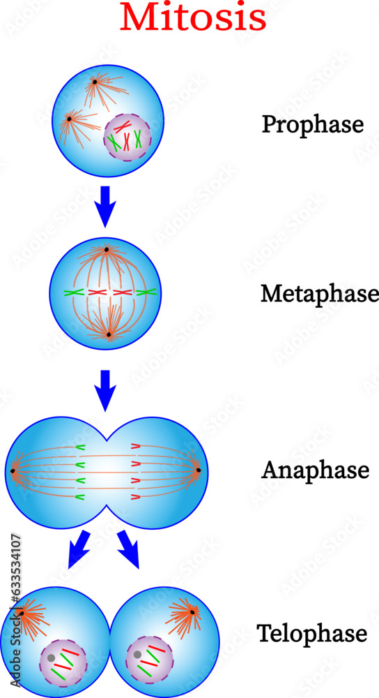 Mitosis phase diagram . Prophase, Metaphase, Anaphase and Telophase ...