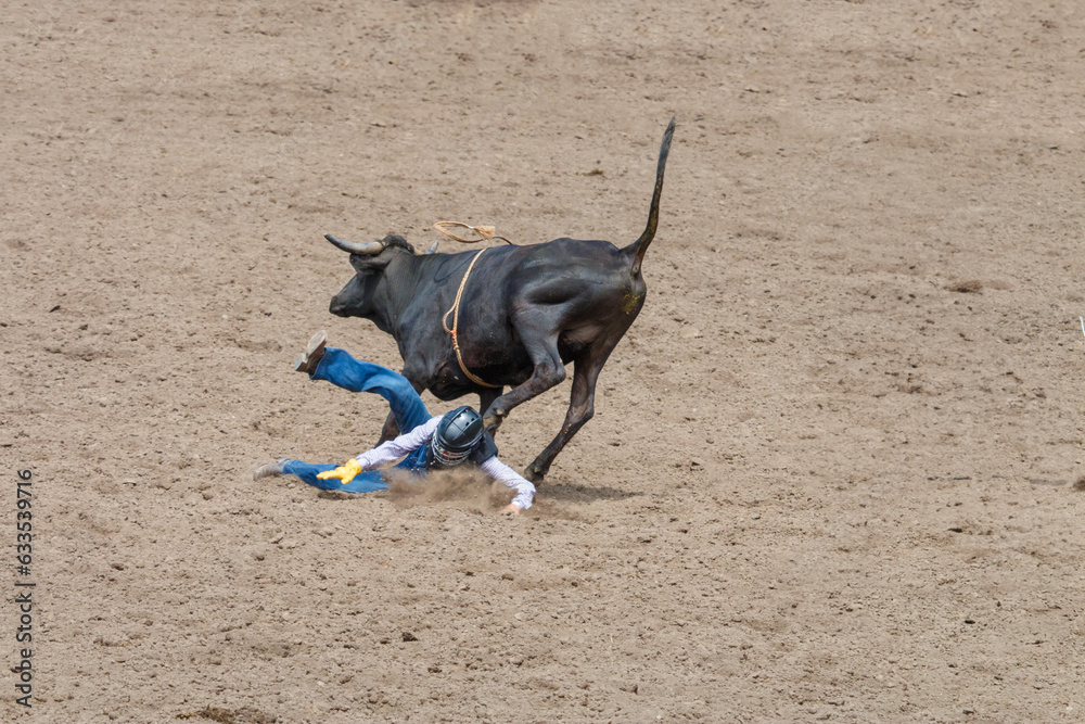 A cowboy is falling off a bucking calf at a rodeo in an arena. The ...