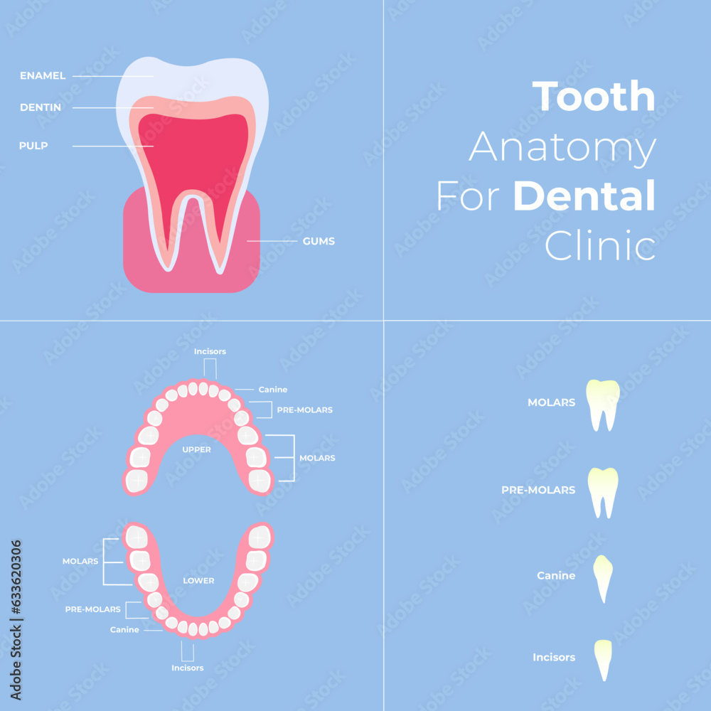 Adult teeth chart with white and silver teeth all dental anatomy and ...
