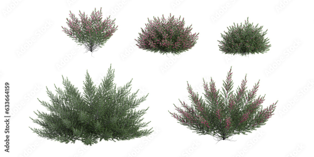 Collection of Grevillea rosmarinifolia ,Crimson villea on isolated ...