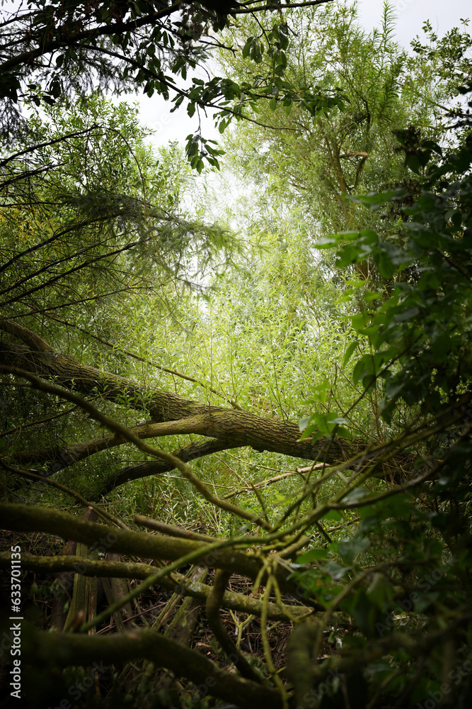 Fallen willow trunk with new shoots in a pristine wet forest, landscape ...