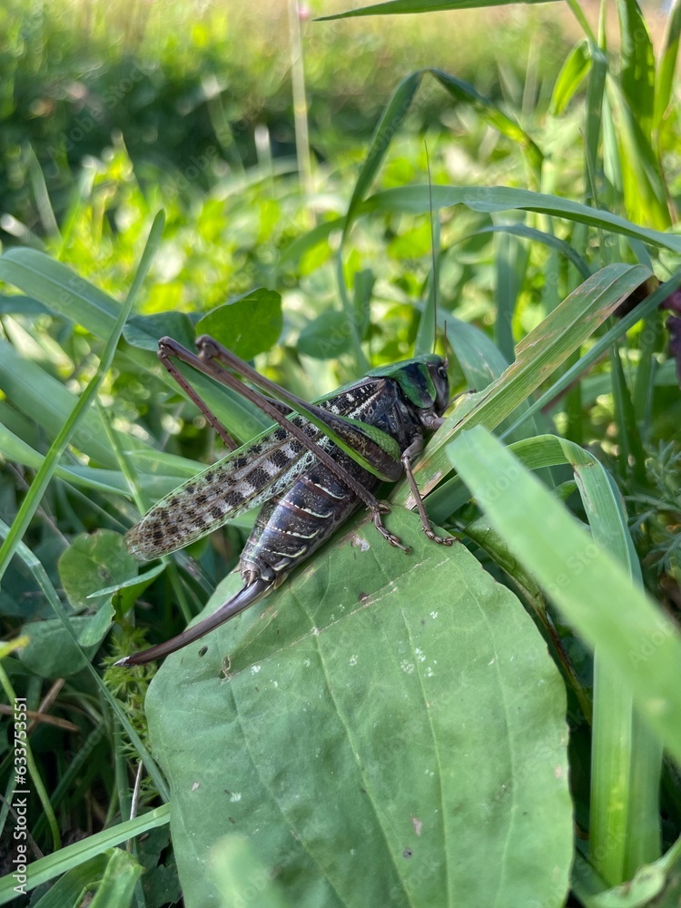 Gray grasshopper, or motley grasshopper, or spotted grasshopper (lat ...