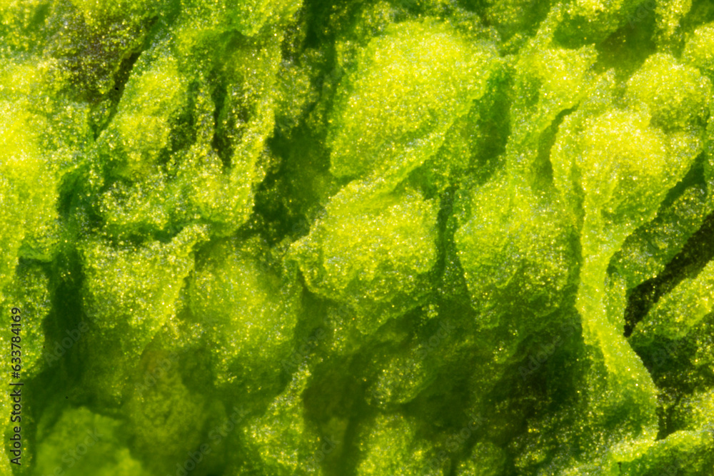 Cyanobacteria, Cyanobacteriota or Cyanophyta a layer on the water ...