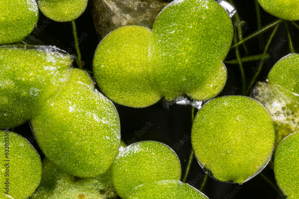 Lemna minor - free-floating aquatic plants (common name duckweed) under ...