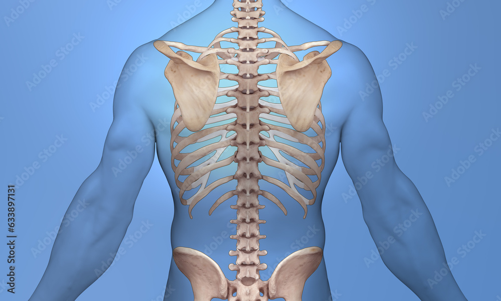Back anatomical shoulder view scapula detail Stock Illustration | Adobe ...
