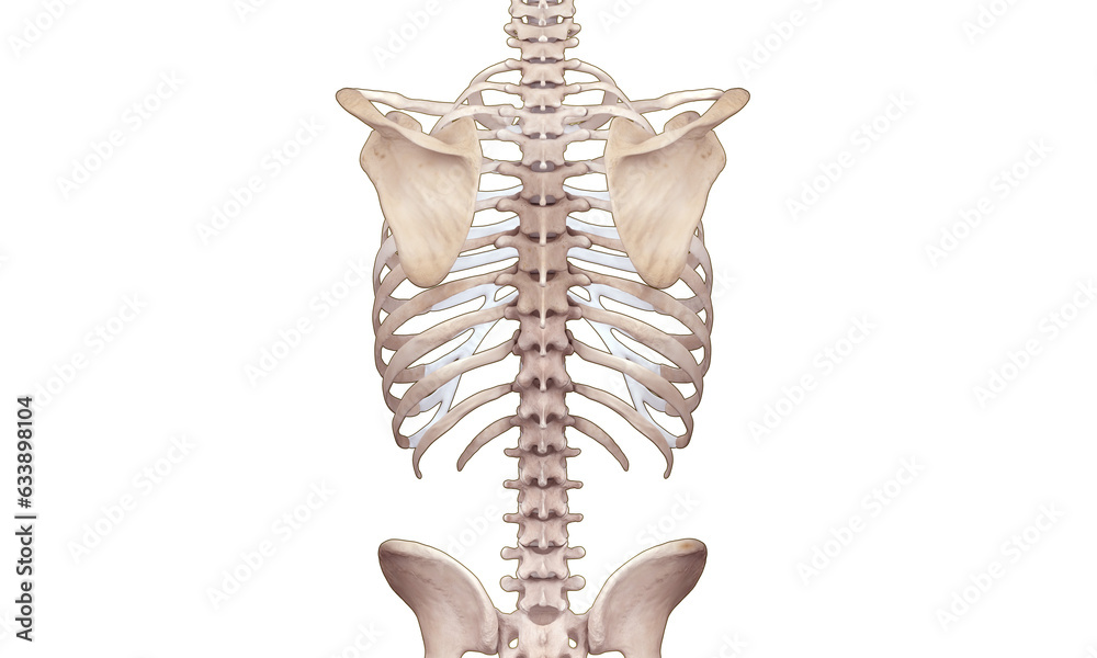 Skeleton back view on white background Stock Photo | Adobe Stock