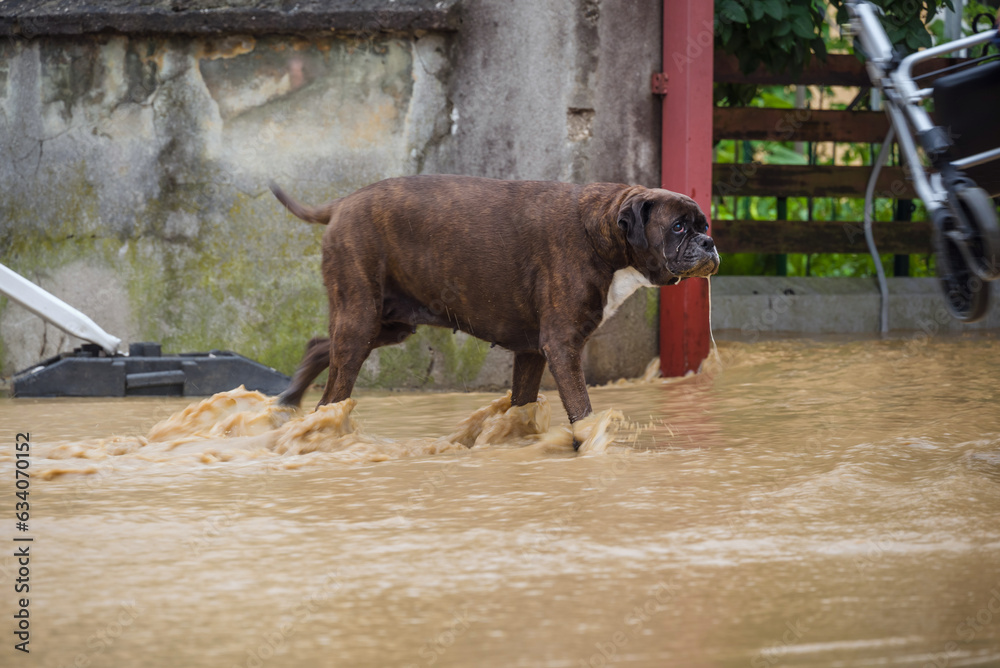 Dog at floods in the city streets after heavy rain. Severe weather ...