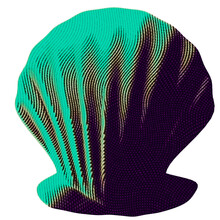 Pointed Sea Shells Free Stock Photo - Public Domain Pictures