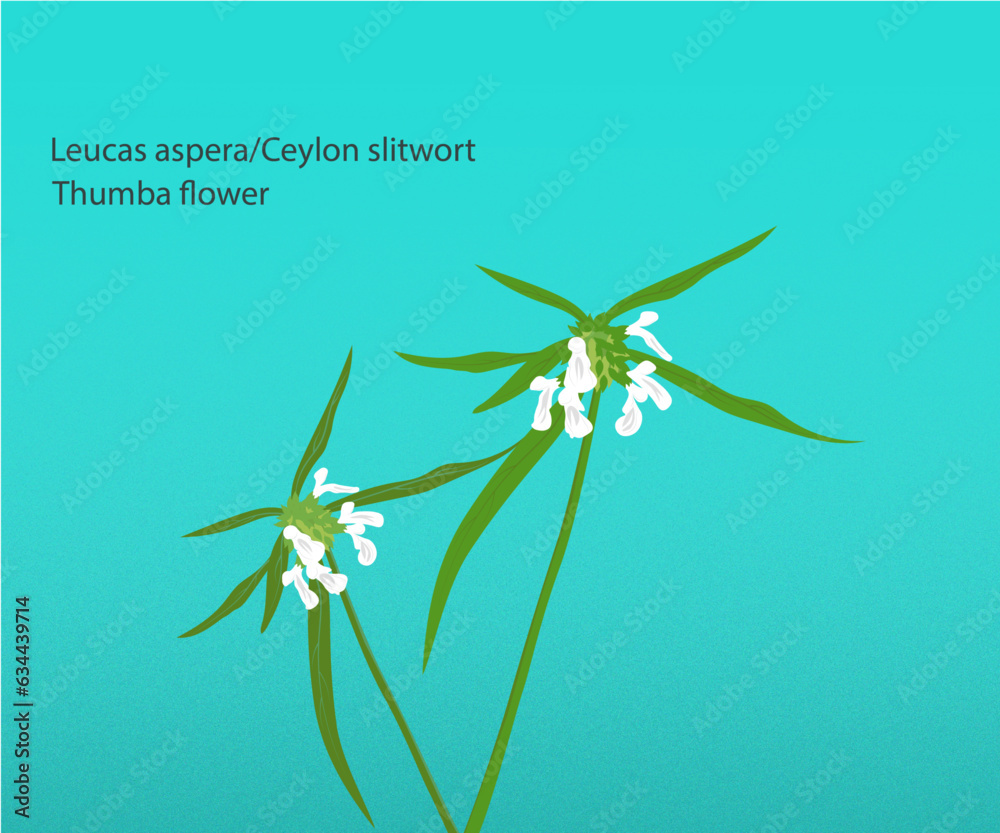 Vector illustration, Leucas aspera/Ceylon slitwort, also called Thumba ...