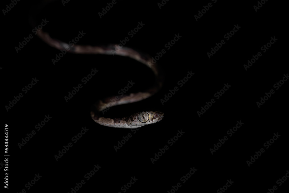 Blunt headed tree snake, lmantodes cenchoa, a small and thin snake with ...