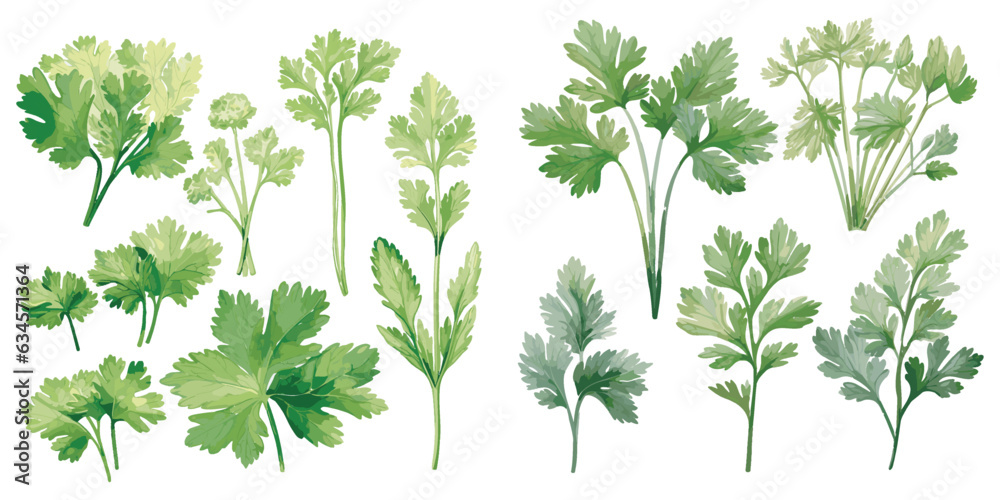 watercolor parsley clipart for graphic resources Stock Vector | Adobe Stock