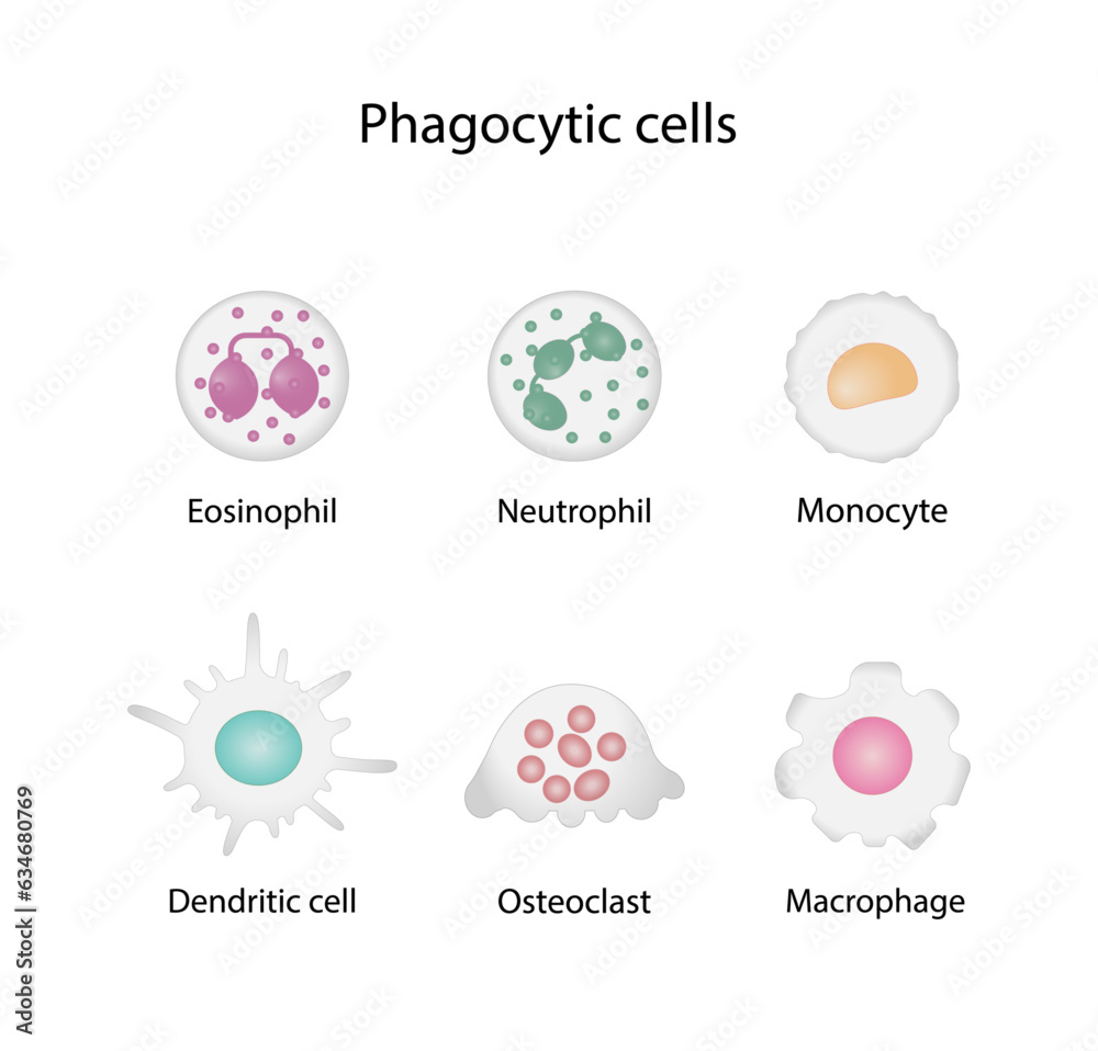 Phagocytic cells. Phagocytosis. Macrophages, dendritic cells ...