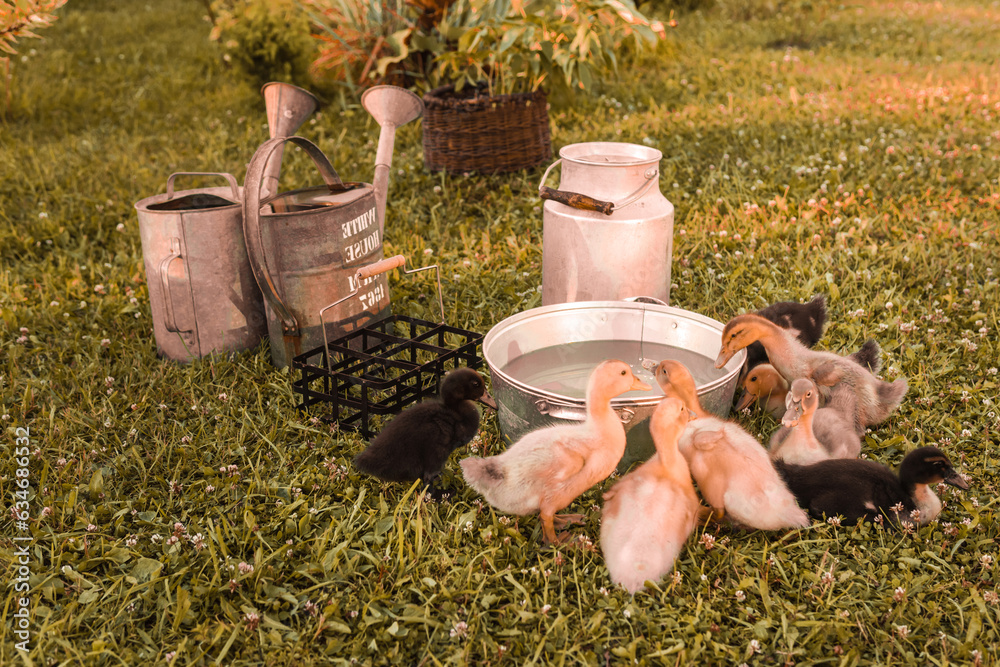 Ducks on the farm. Light and dark ducklings drink water from an iron ...
