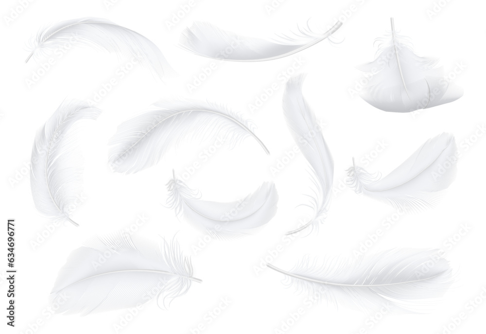 Plumage of birds, goose or chicken, realistic illustration collection ...