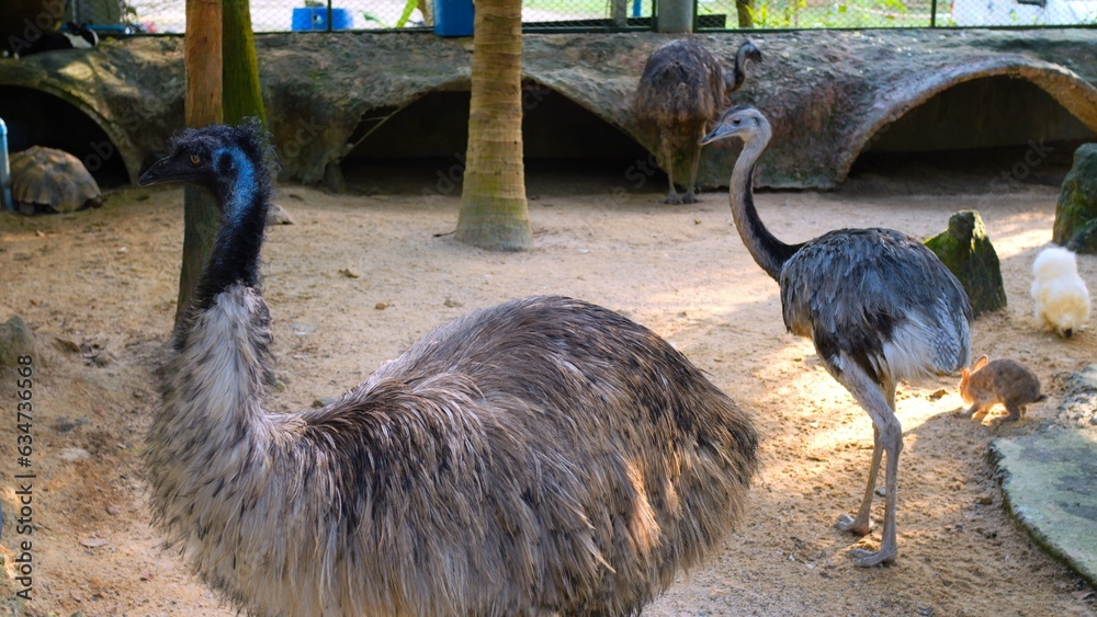 Fotografie Nurturing and Protecting Emus and Ostriches: Delve into the ...