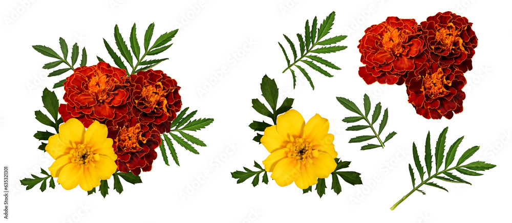 Floral composition of marigold flowers and leaves. Set of elements for ...