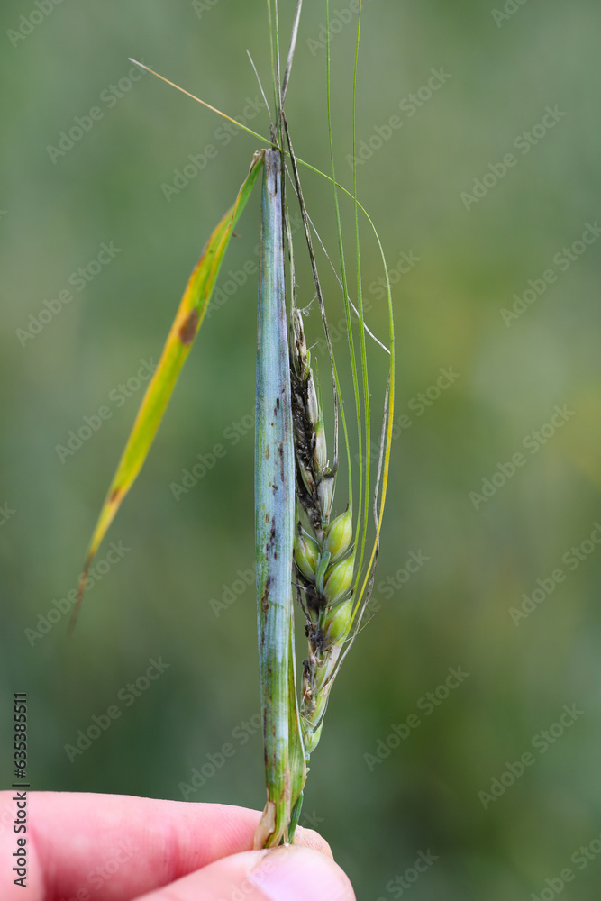 An ear of barley damaged by a moth caterpillar (Cnephasia). Secondary ...