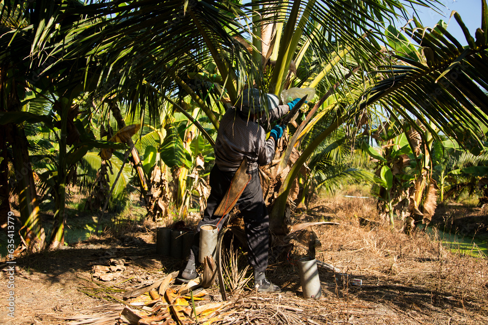 Farmer working in a coconut farm in Thailand. Coconut sap is collected ...