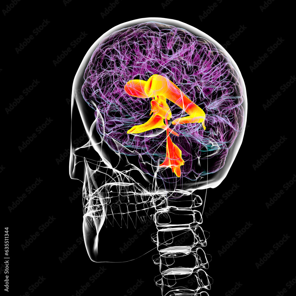 Ventricular system of the brain, 3D illustration Stock Illustration ...