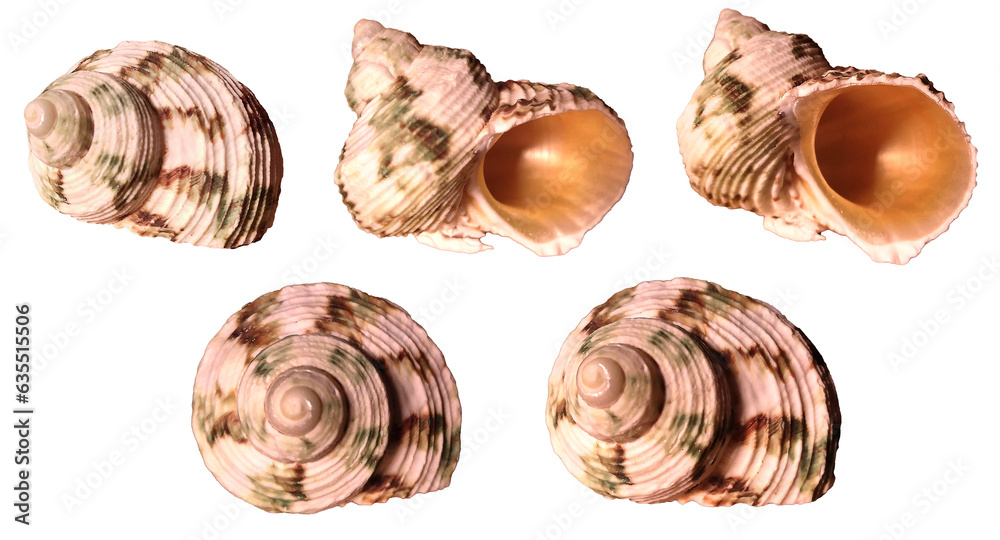 Spiral hermit crab shell collection on transparent background from ...