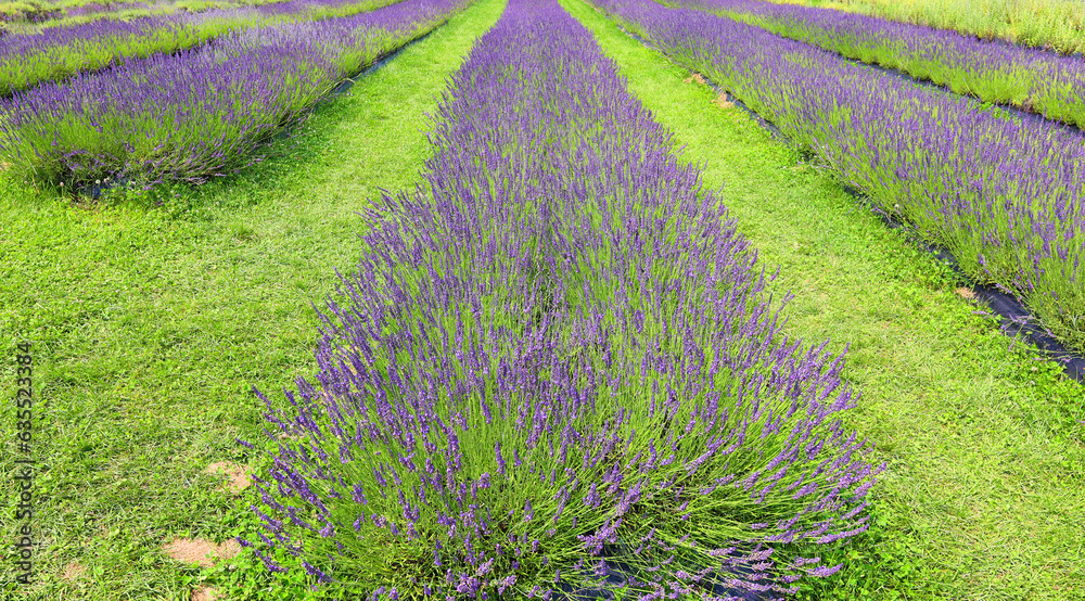 Lavandula is a genus of 47 known species of flowering plants in the ...