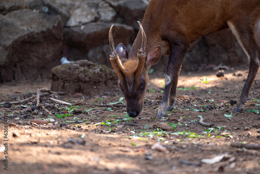 ภาพถ่าย Stock The Indian muntjac, Muntiacus muntjak, also called the ...