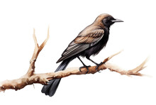 Common Grackle Bird Free Stock Photo - Public Domain Pictures