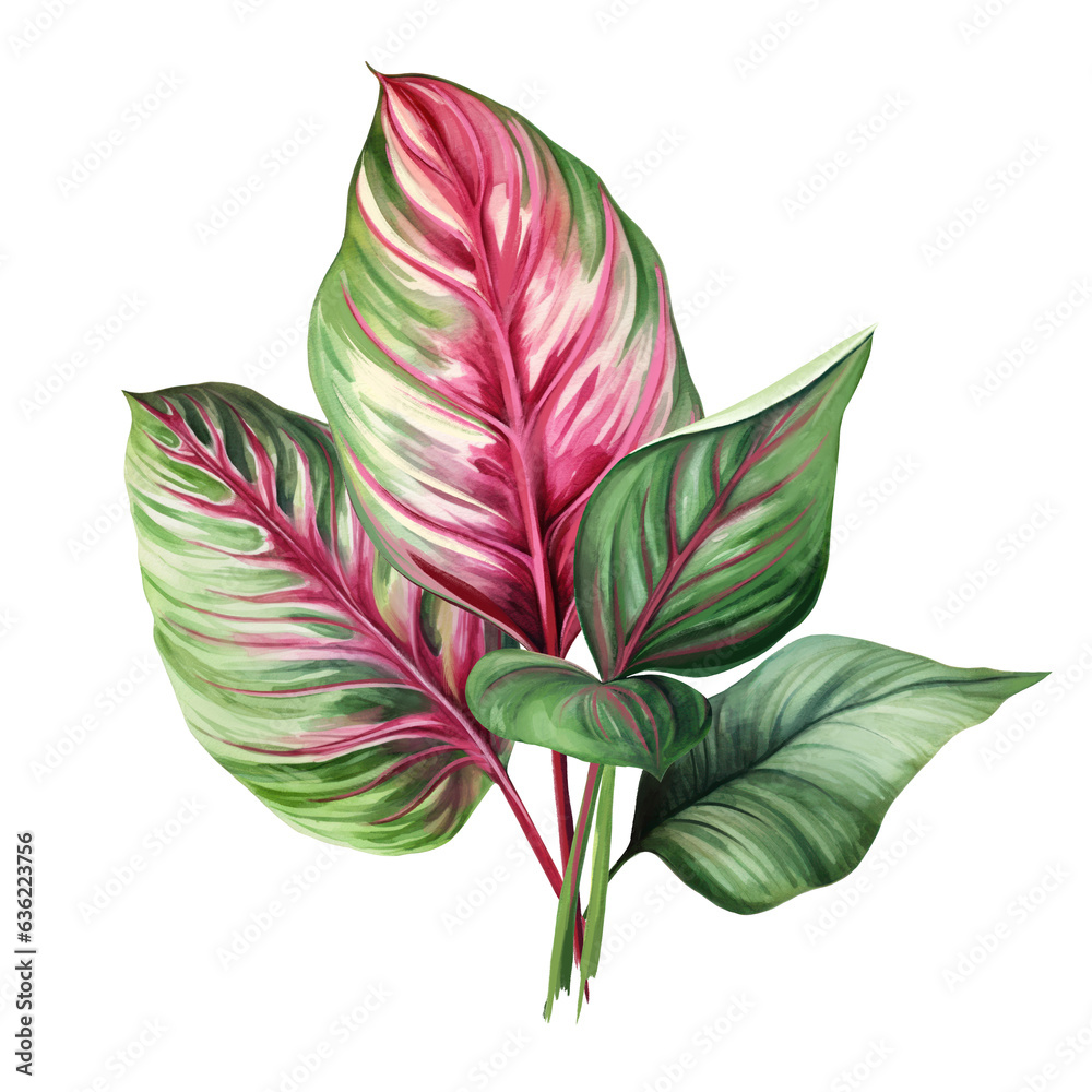 Pink caladium. Green palm leaf. Tropical plants. Watercolor botany ...