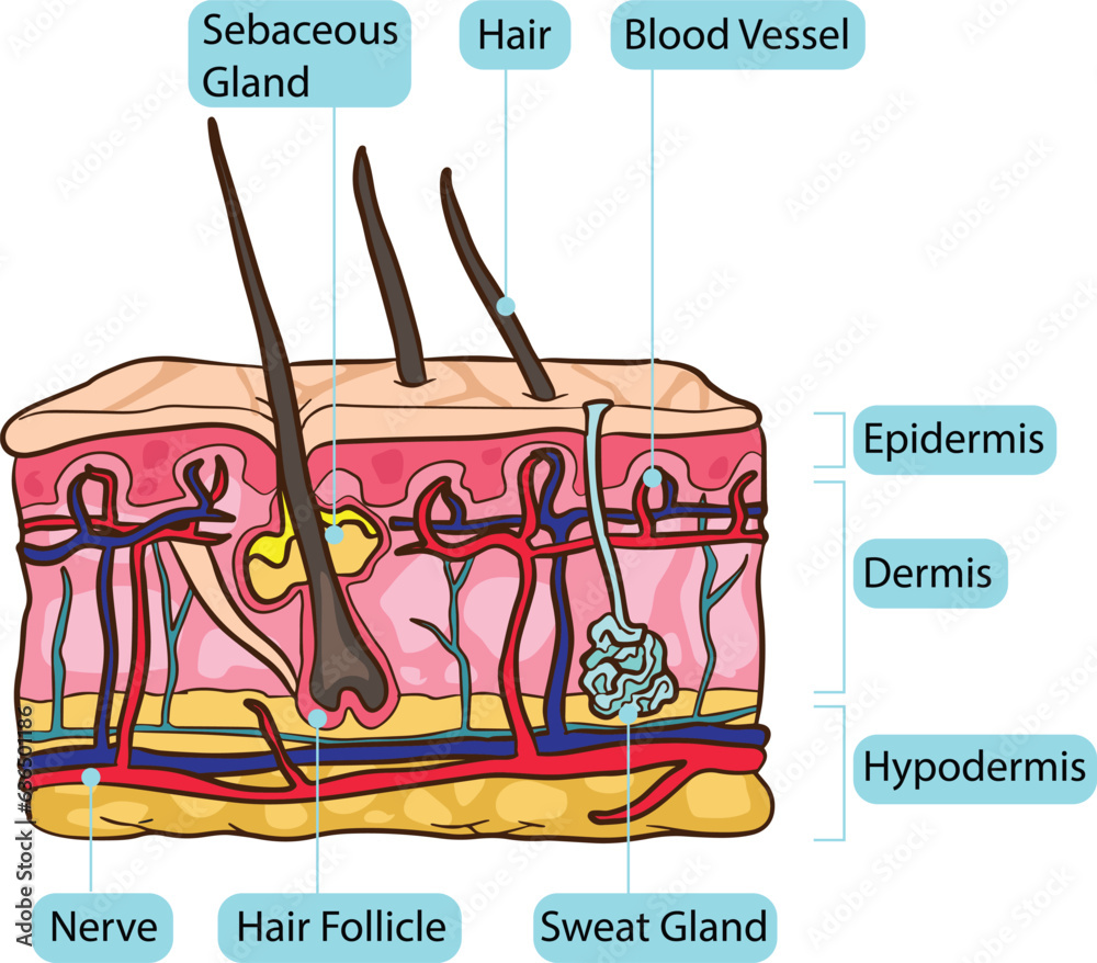 Human Under Skin Body Parts Anatomy Stock Vector | Adobe Stock