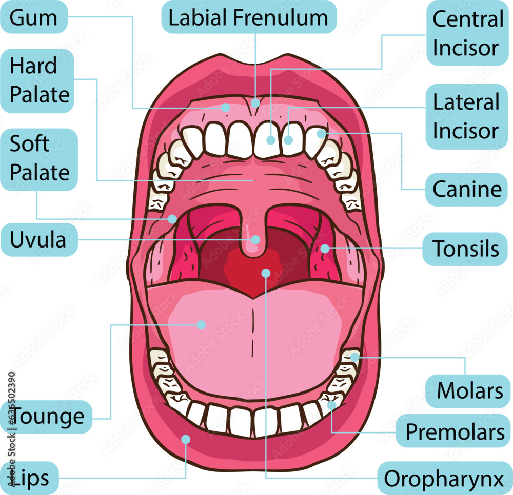 Human Mouth Teeth Body Parts Anatomy Stock Vector | Adobe Stock