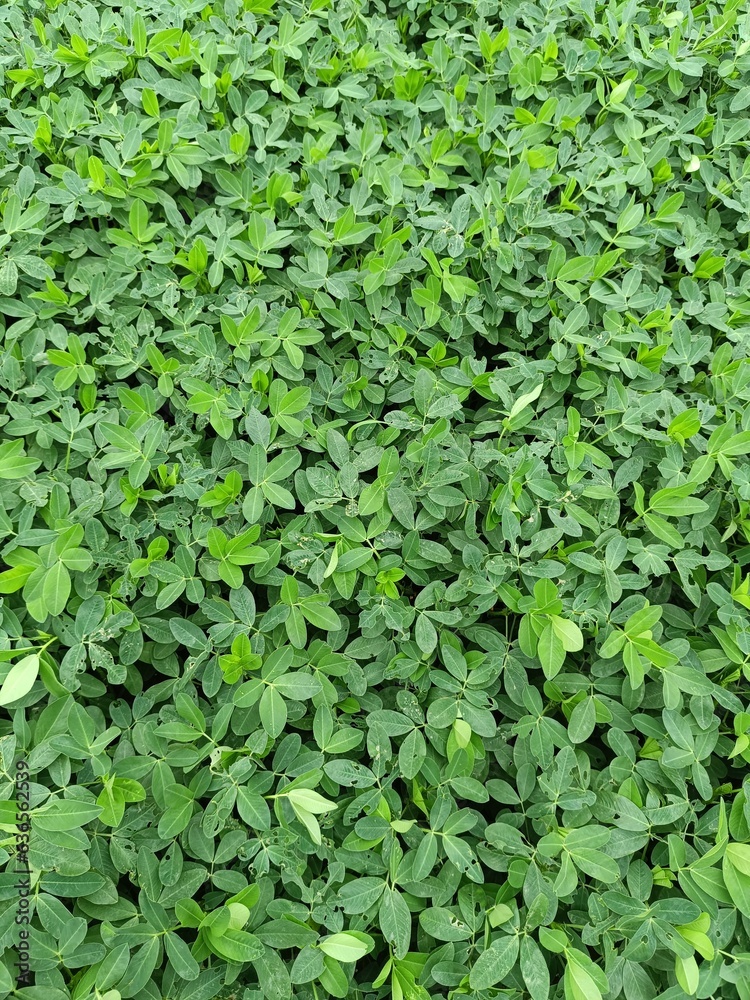 peanuts farm, Organic Farm Land Crops In India multiple layers of ...