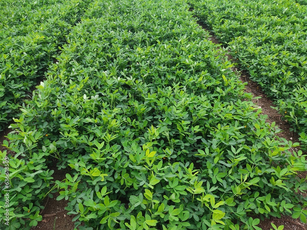 peanuts farm, Organic Farm Land Crops In India multiple layers of ...