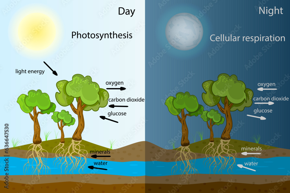 Photosynthesis diagram. Process of plant produce oxygen. Photosynthesis ...