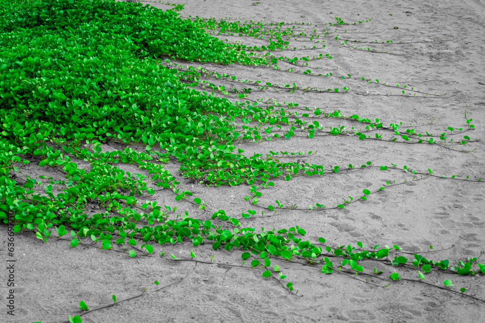 Sea creepers plant - Ipomoea pes-caprae, also known as bayhops, bay ...