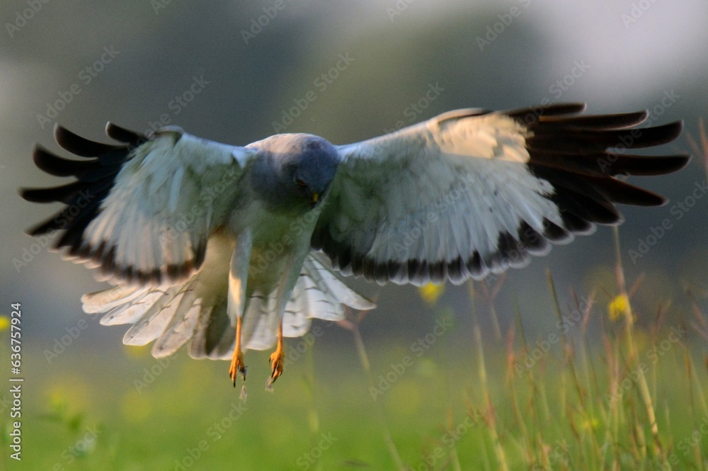 Hen Harrier (Circus cyaneus) A bird that loves flying. Often seen ...