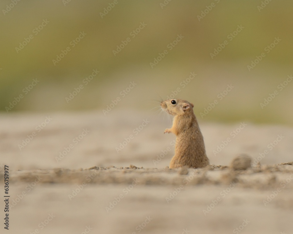 Indian Desert Jird (Meriones hurrianae) A diurnal species of Rodents ...