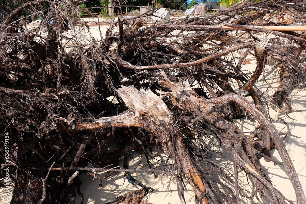 Dead and dry tree roots on the beach look like sculptures of art. Stock ...