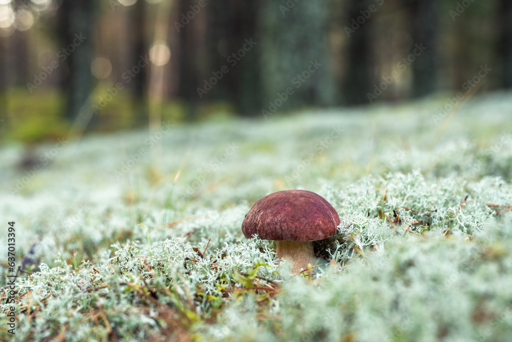 Single mushroom Boletus pinophilus, commonly known as the pine bolete ...