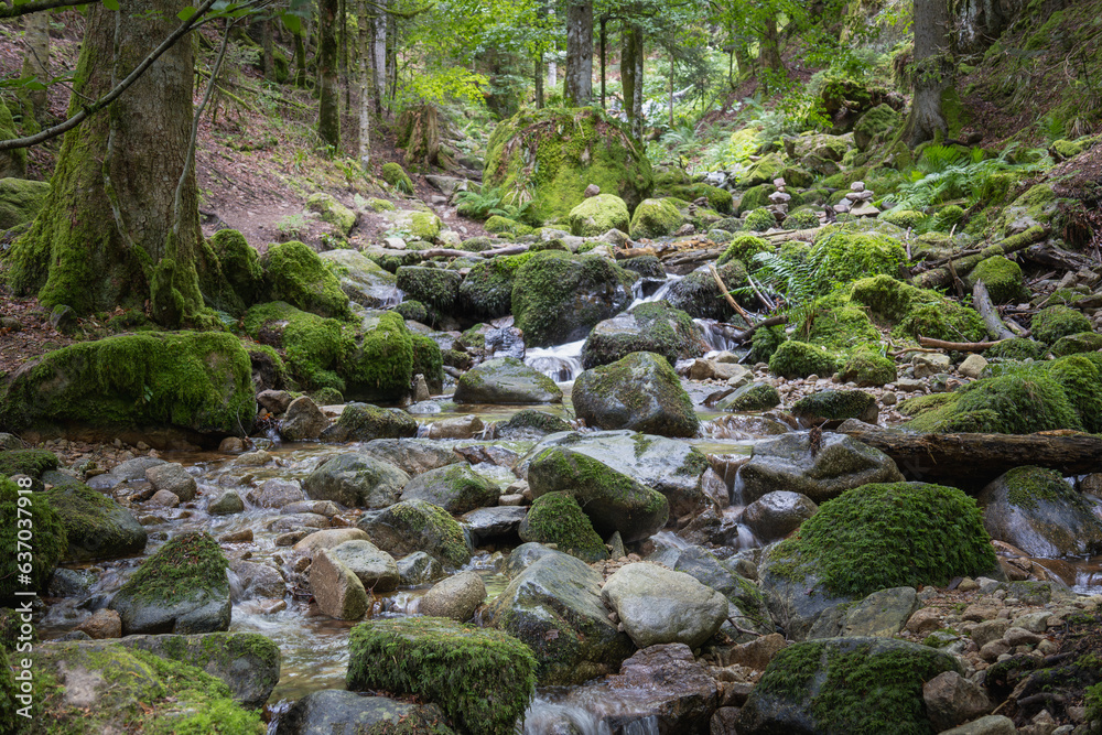 Green nature in the French Vosges, with fresh green moss, running water ...