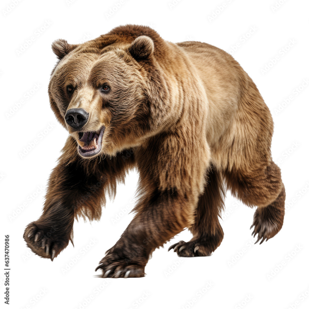 a Grizzly bear full body in an aggressive stance, 3/4 view in a ...
