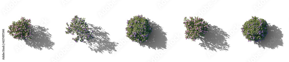 Masterplan view of lilac Syringa vulgaris purple and white bloom bush ...