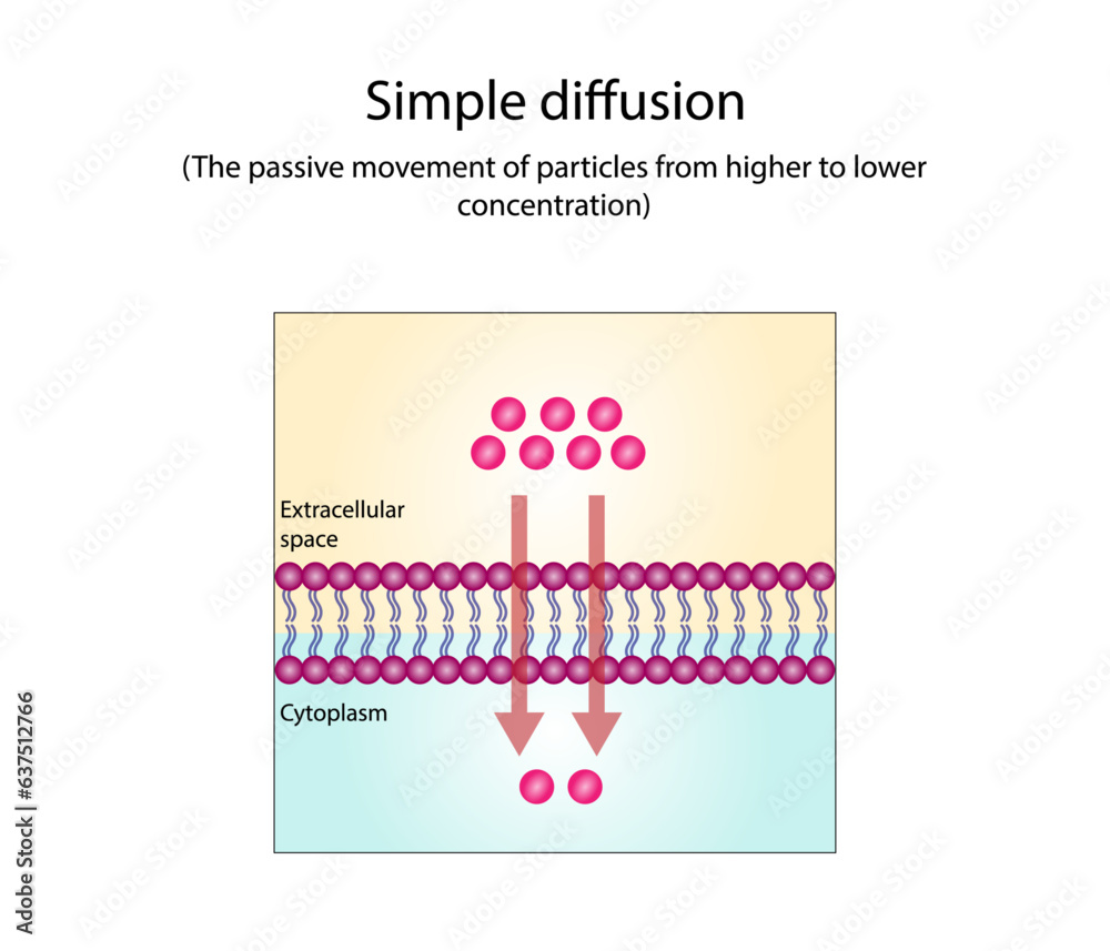 Passive Transport. Simple diffusion through the lipid bilayer, the ...