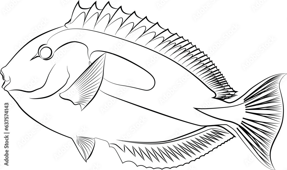 Paracanthurus hepatus blue tang doctor fish, surgeonfish flag tail ...