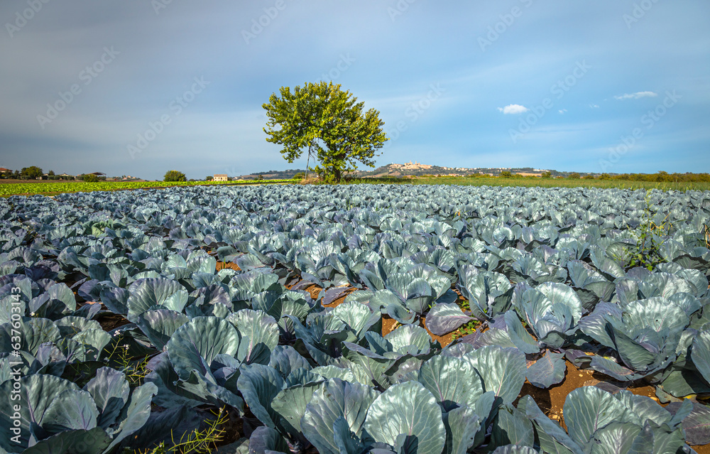 Red Cabbage growing in a farm field ready for cutting vitamins A, C, K ...