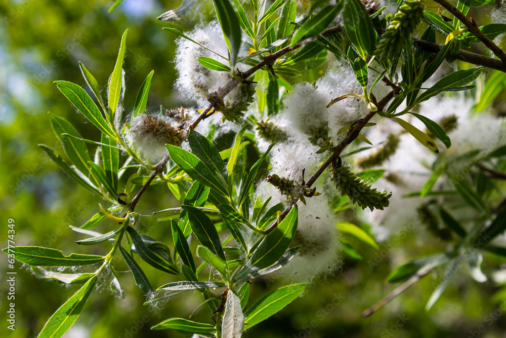 Salix atrocinerea. Close-up of a jack salce branch with the mature ...
