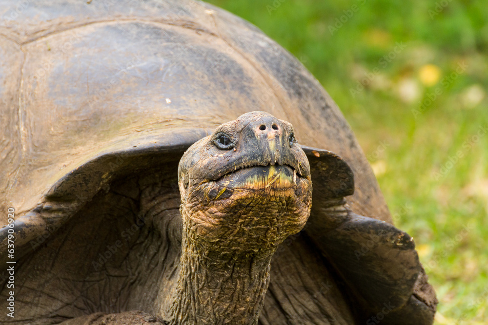 Giant Galapagos Tortoise (Chelonoidis niger) in Santa Cruz Island ...