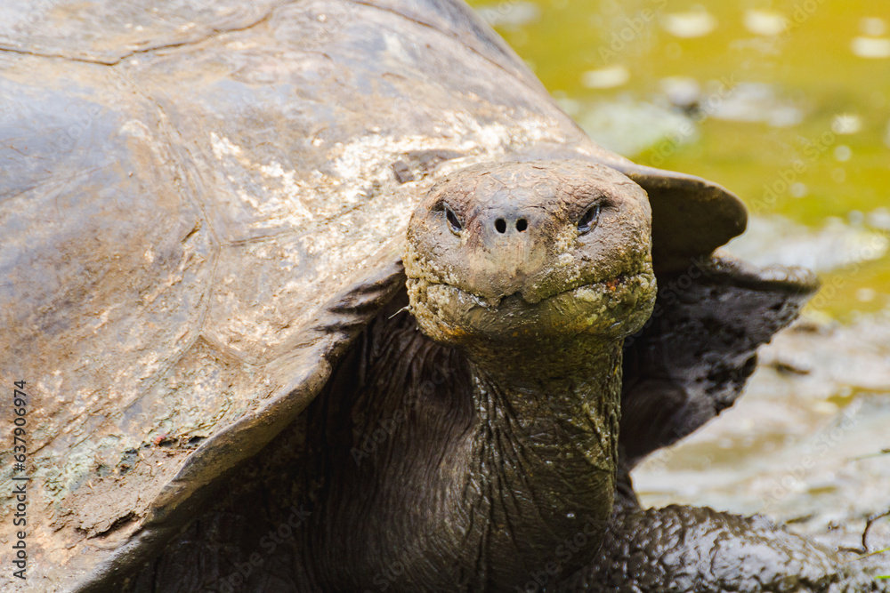 Giant Galapagos Tortoise (Chelonoidis niger) in Santa Cruz Island ...